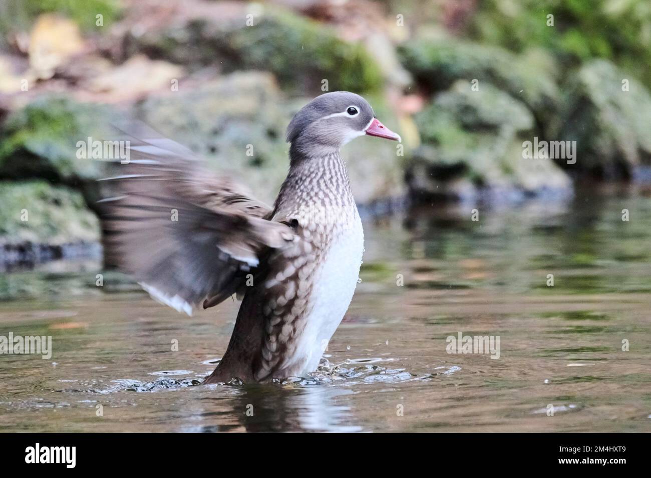 Mandarin duck (Aix galericulata) female flapping wings on a lake ...