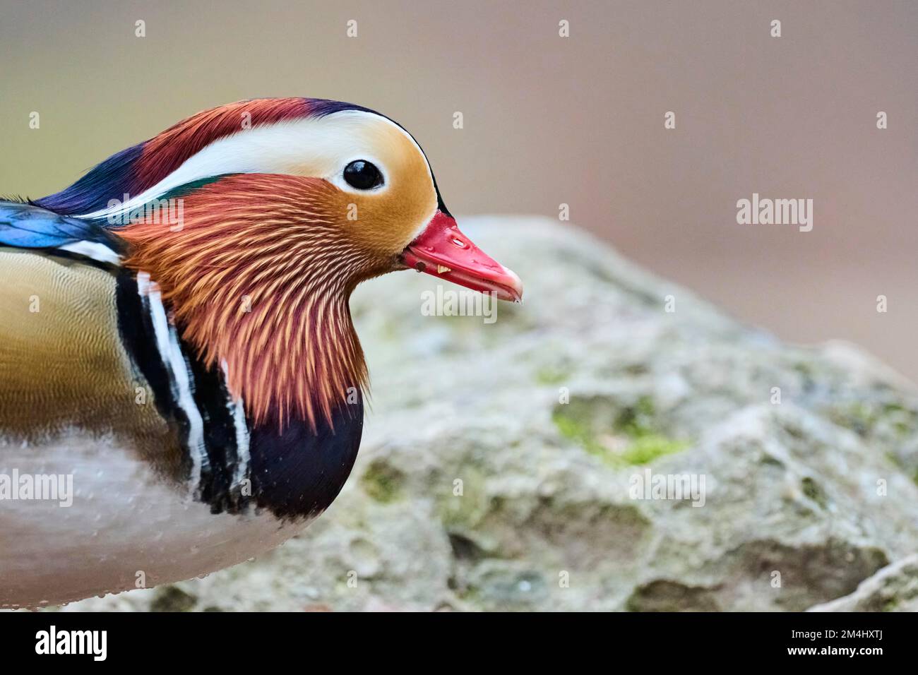 Portrait of a Mandarin duck (Aix galericulata) male, Bavaria, Germany ...