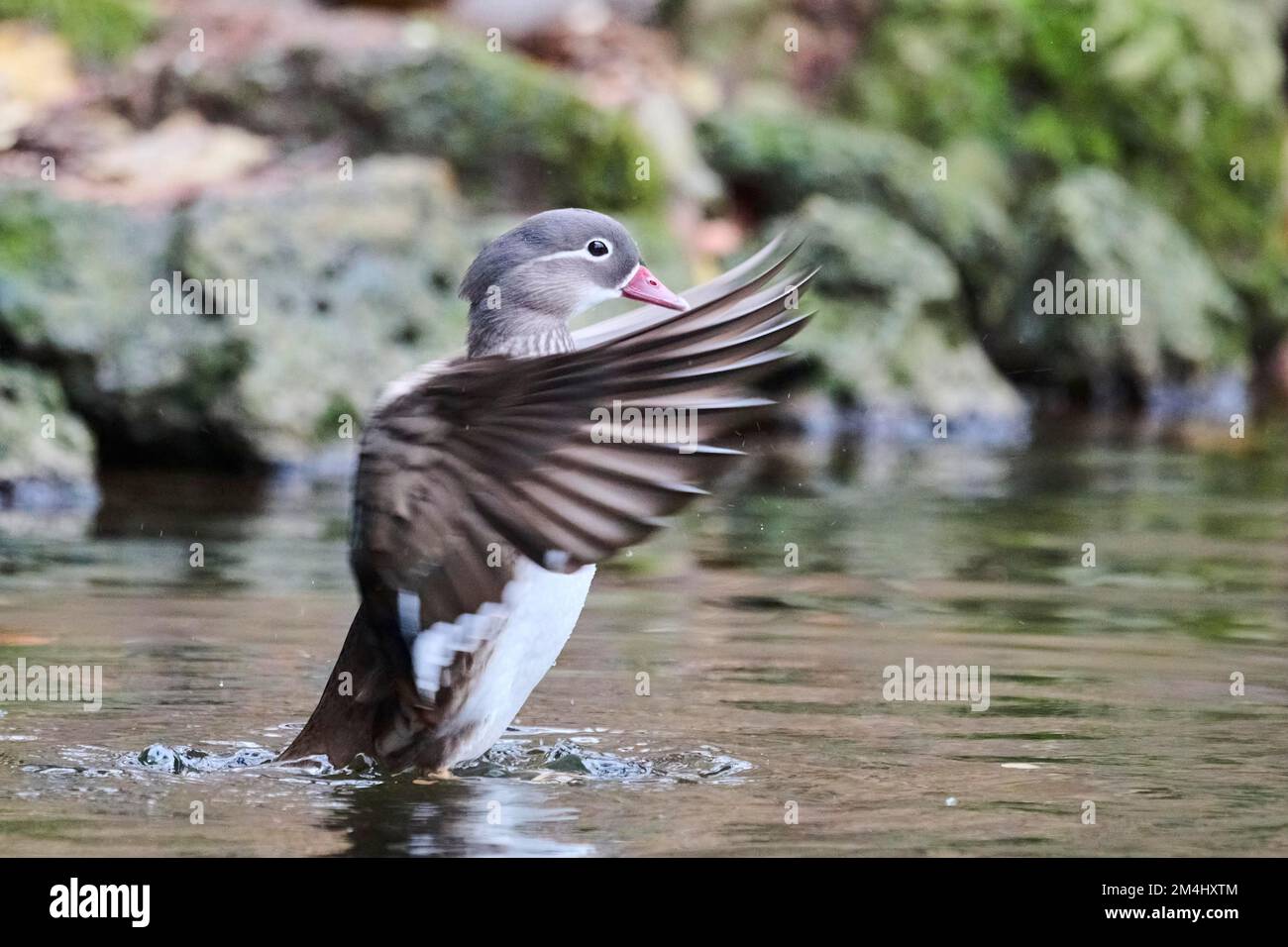 Mandarin duck (Aix galericulata) female flapping wings on a lake ...