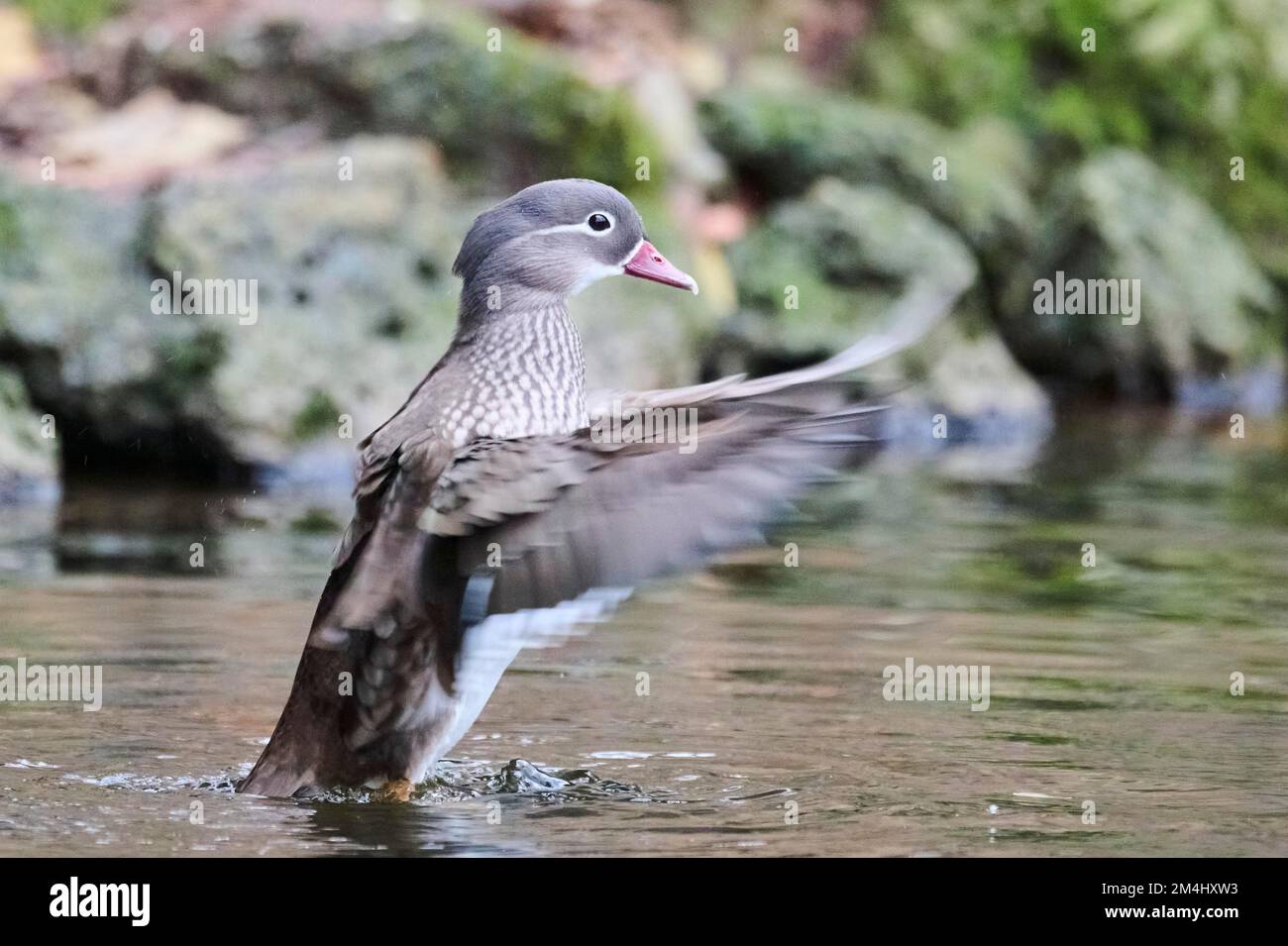 Mandarin duck (Aix galericulata) female flapping wings on a lake ...