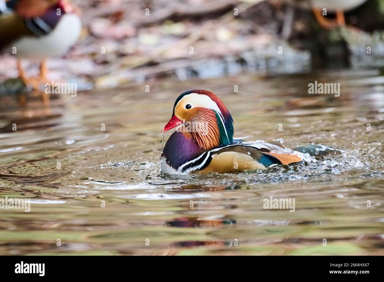 Mandarin duck (Aix galericulata) male swimming on a lake, Bavaria ...