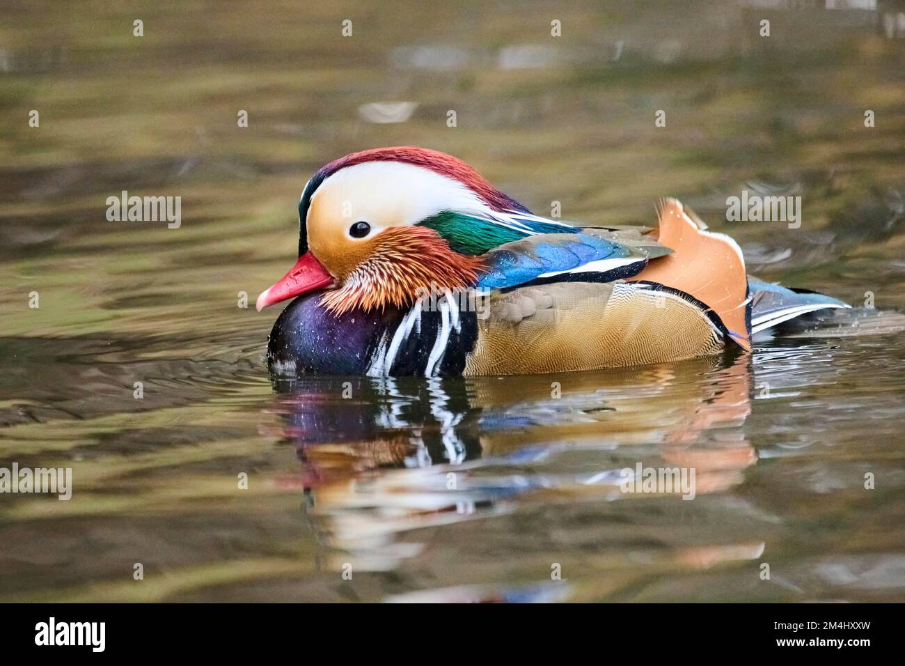 Mandarin duck (Aix galericulata) male swimming on a lake, Bavaria ...