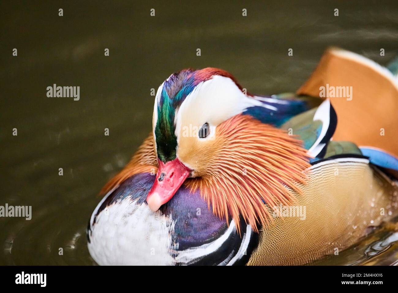 Mandarin duck (Aix galericulata) male swimming on a lake, Bavaria ...