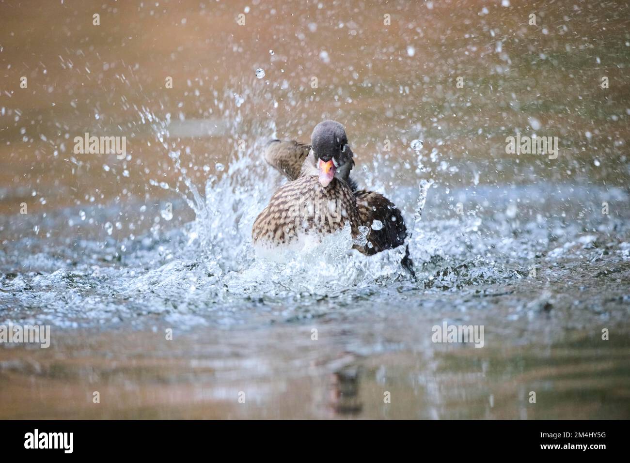 Mandarin duck (Aix galericulata) female shaking feathers on a lake ...