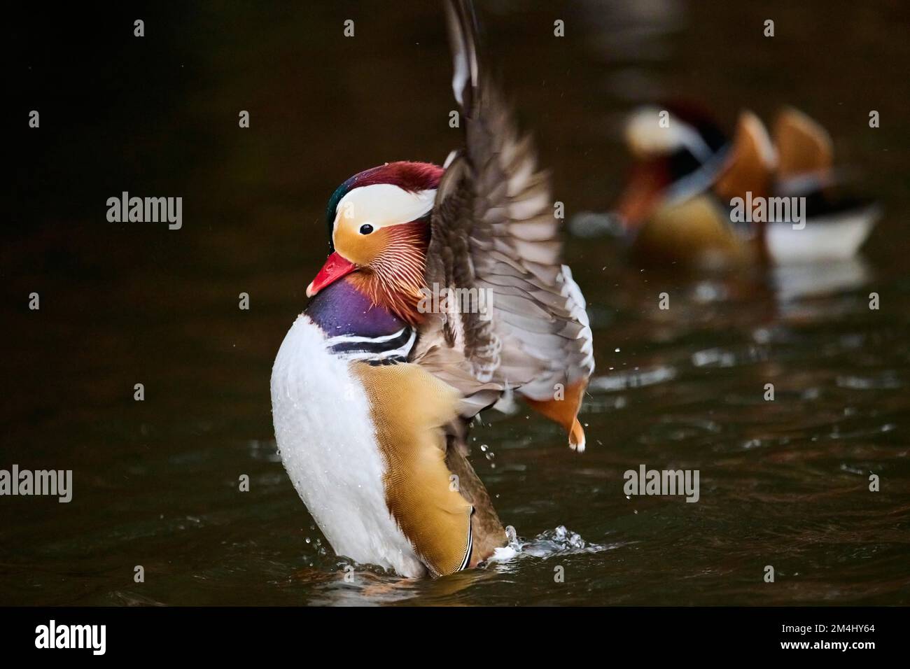 Mandarin duck (Aix galericulata) male flapping wings on a lake, Bavaria ...