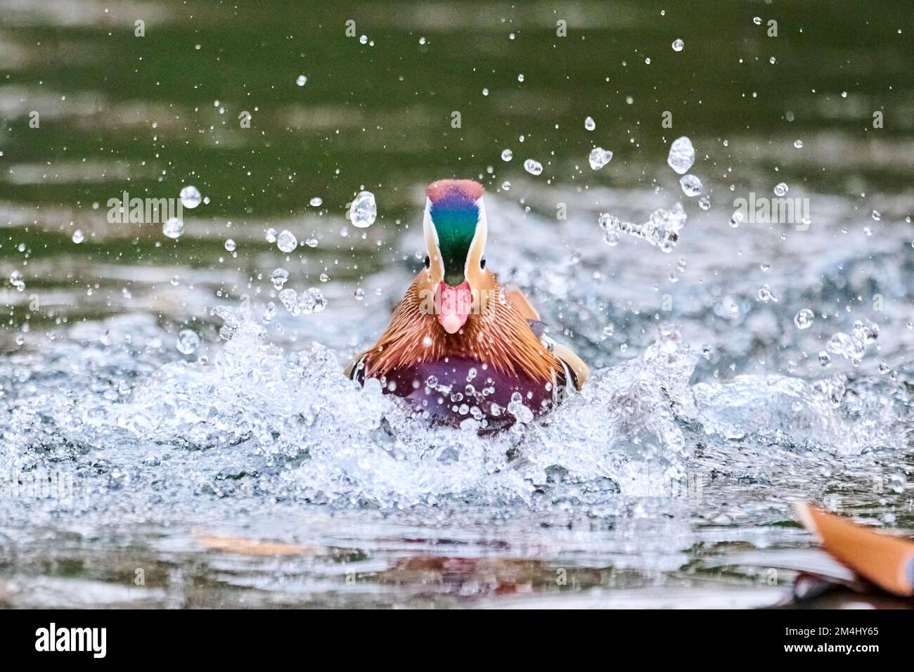 Mandarin duck (Aix galericulata) male landing in a lake, Bavaria ...