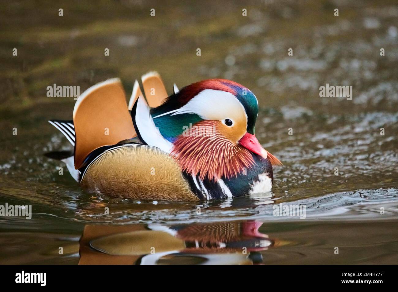 Mandarin duck (Aix galericulata) male swimming on a lake, Bavaria ...
