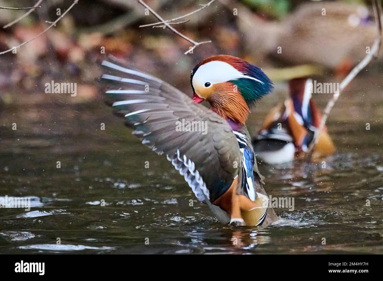 Mandarin duck (Aix galericulata) male flapping wings on a lake, Bavaria ...