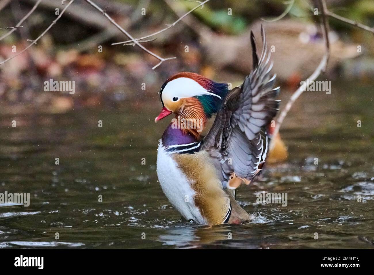 Mandarin duck (Aix galericulata) male flapping wings on a lake, Bavaria ...