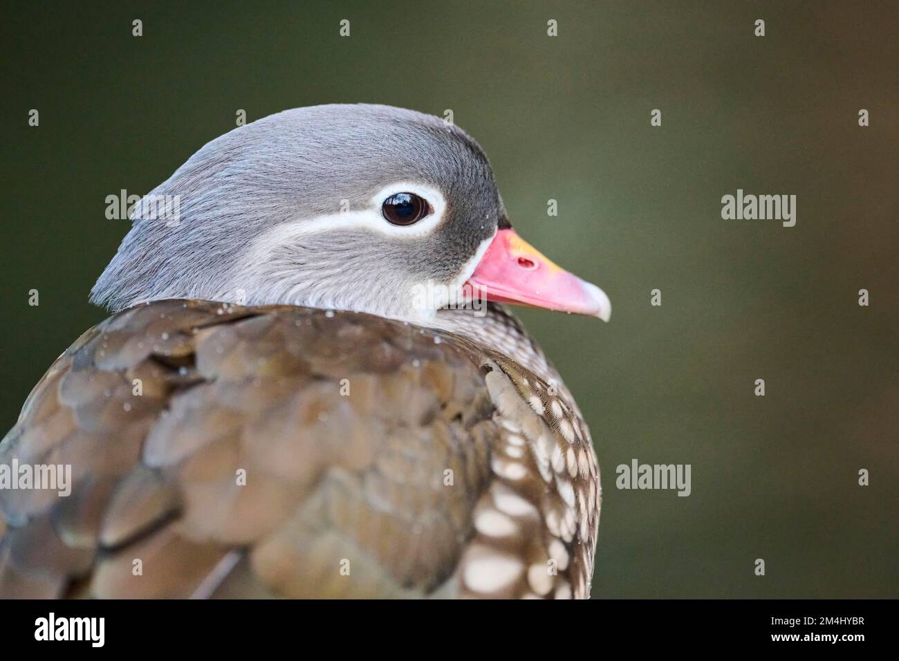 Portrait of a Mandarin duck (Aix galericulata) female, Bavaria, Germany ...