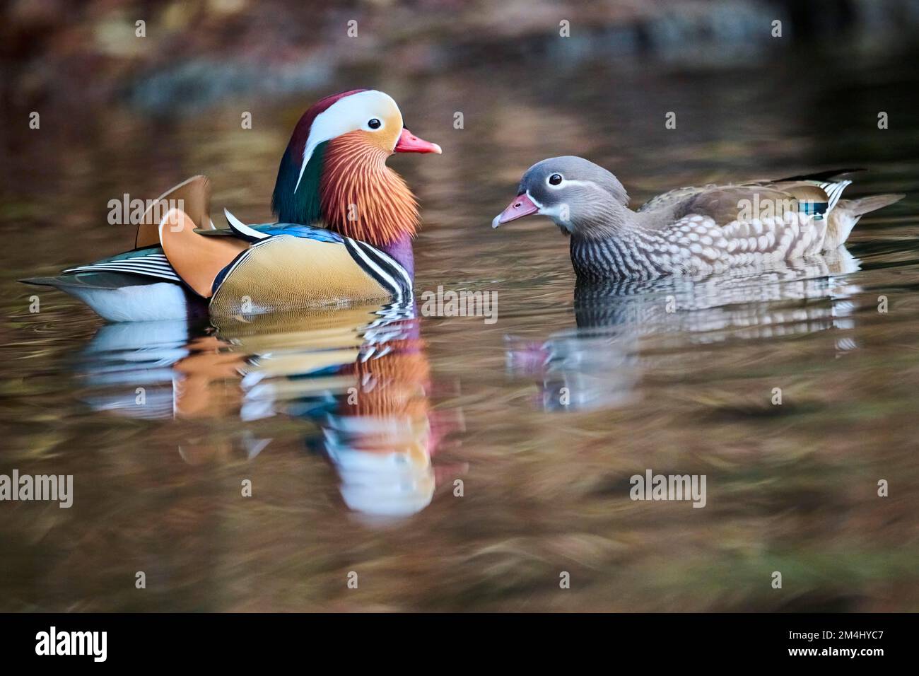 Mandarin duck (Aix galericulata) male and female in courtship swimming ...