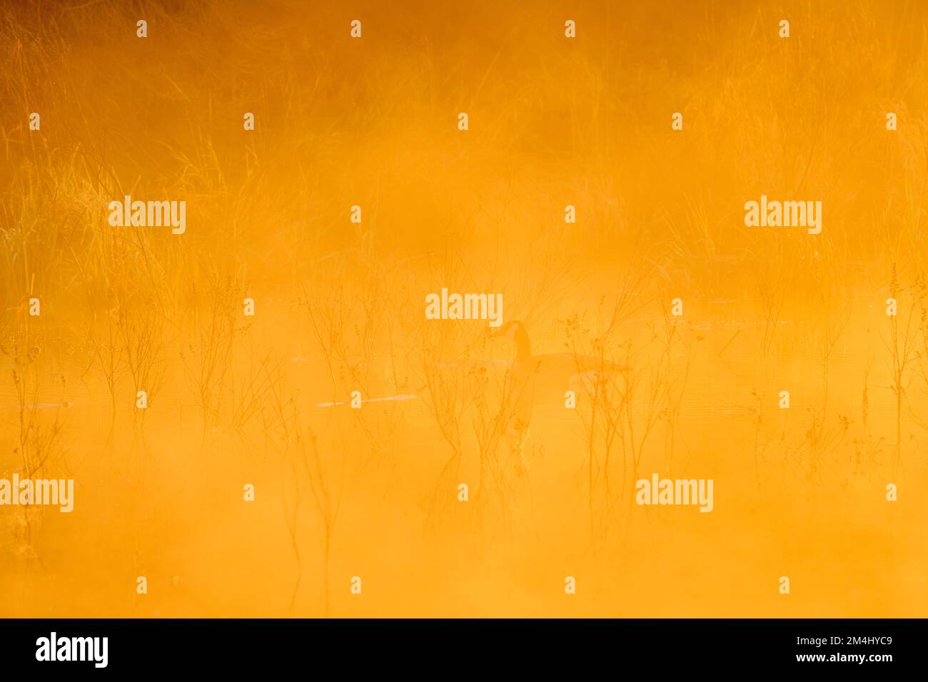 Canada goose (Branta Canadensis) Loafing in a beaver pond at sunrise ...