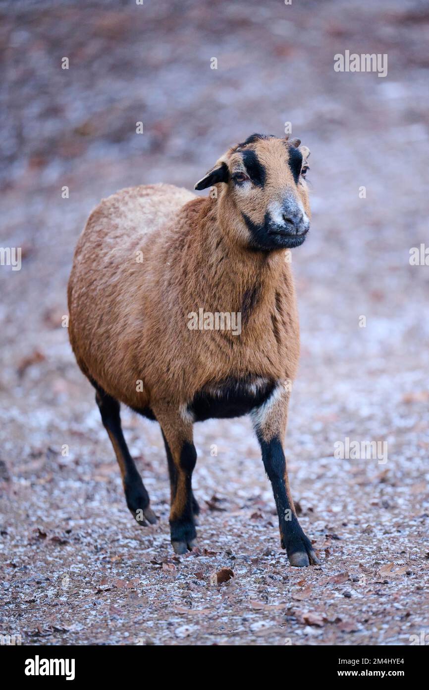 Female Cameroon sheep (Ovis aries) on a frosty meadow, Bavaria, Germany ...