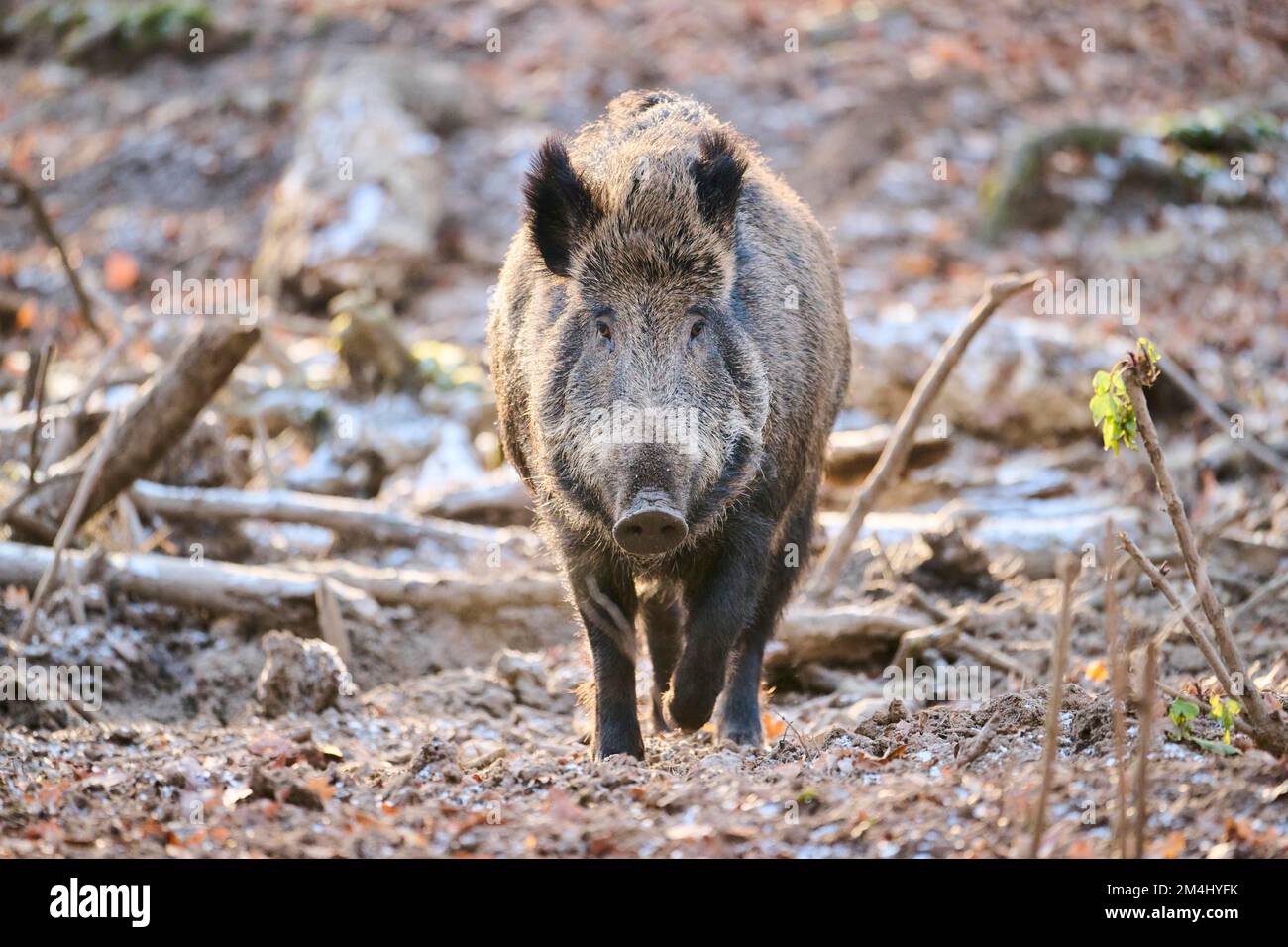 Central European boar (Sus scrofa scrofa) in a forest, Bavaria, Germany ...