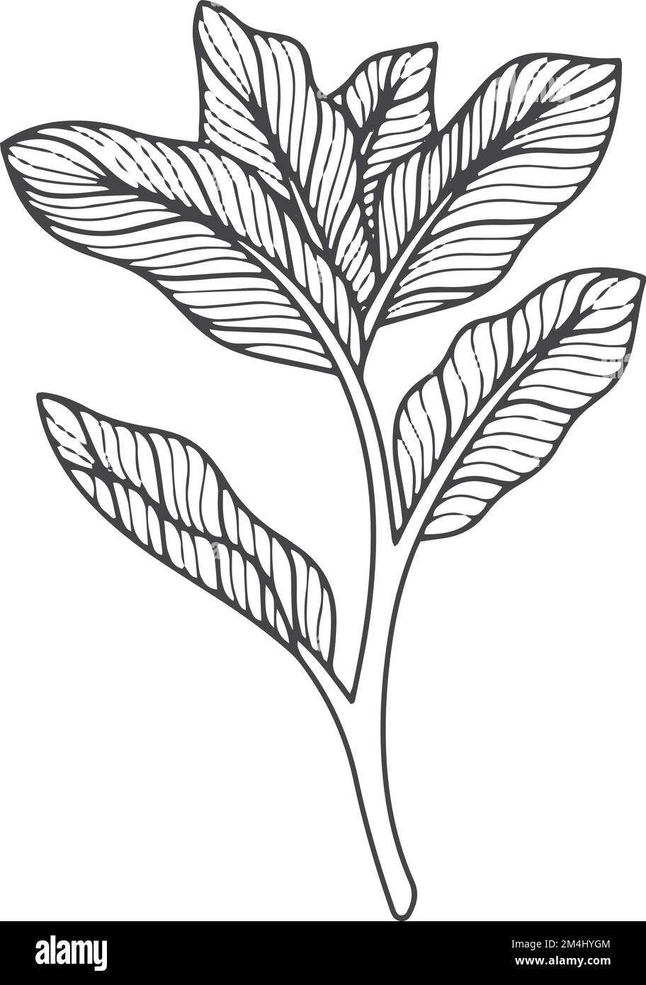 Leaf branch in asian Black and White Stock Photos & Images - Alamy