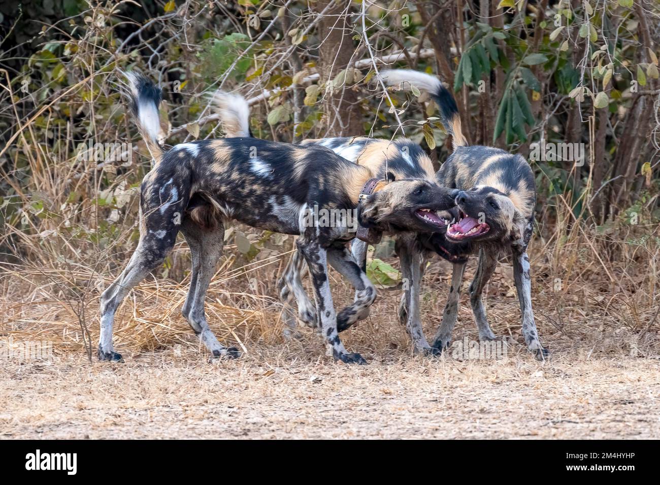 African wild dog (Lycaon pictus), 2 animals, aggressive, alpha dog with ...