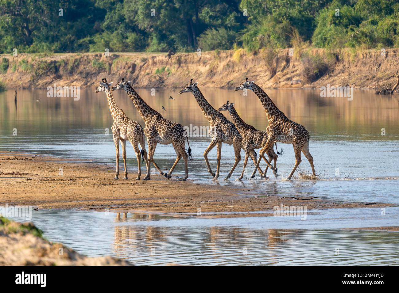 Rhodesian giraffe (Giraffa camelopardalis thornicrofti), group of ...