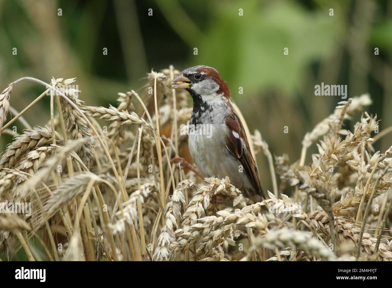 House sparrow (Passer domesticus) male pecking grains from ear in wheat ...