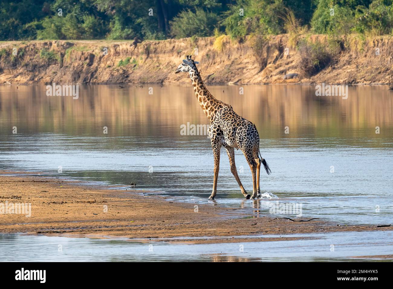 Rhodesian giraffe (Giraffa camelopardalis thornicrofti), animal reaches ...