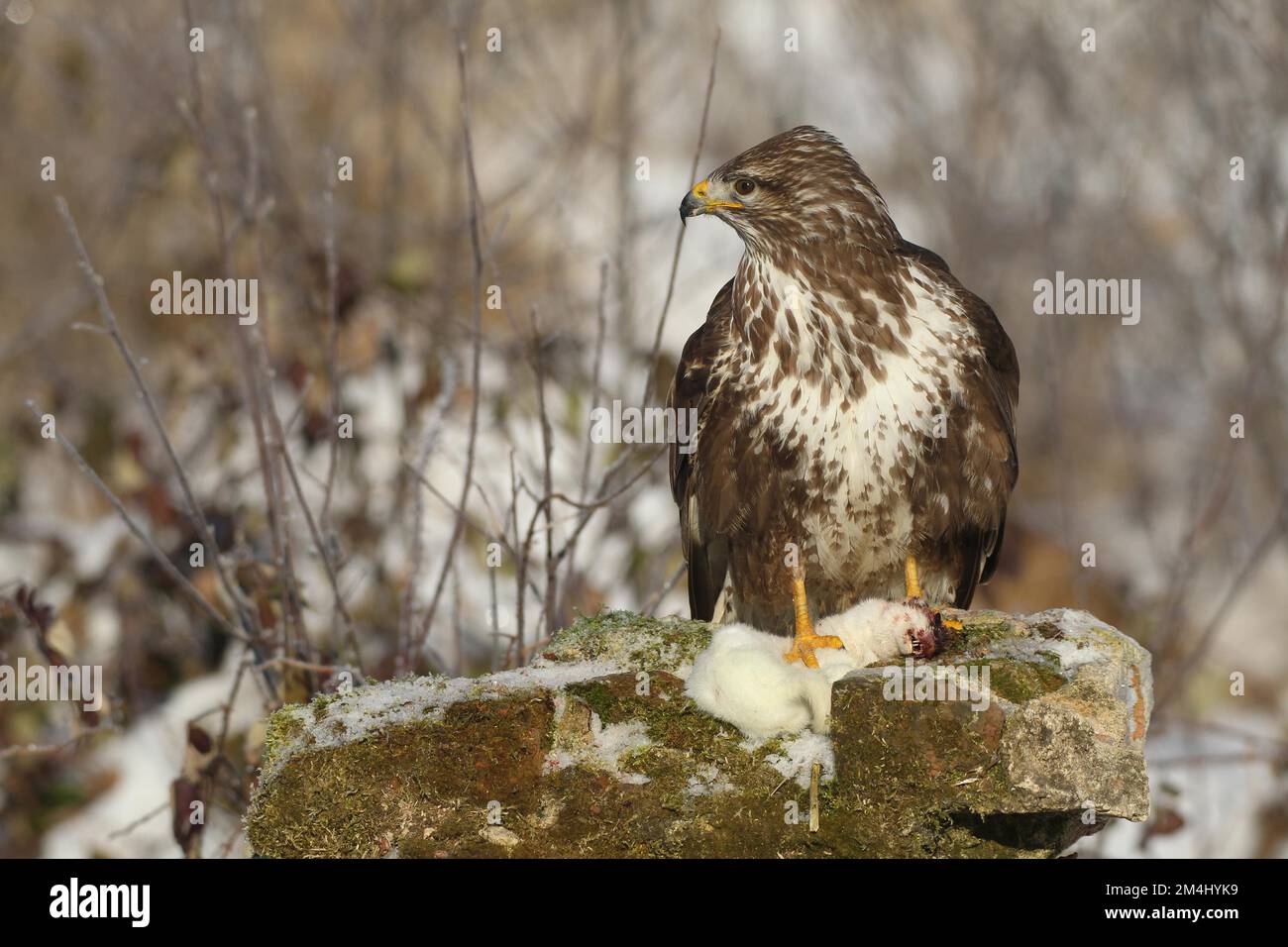 Steppe buzzard (Buteo buteo) in winter, light brown colour morph, with ...