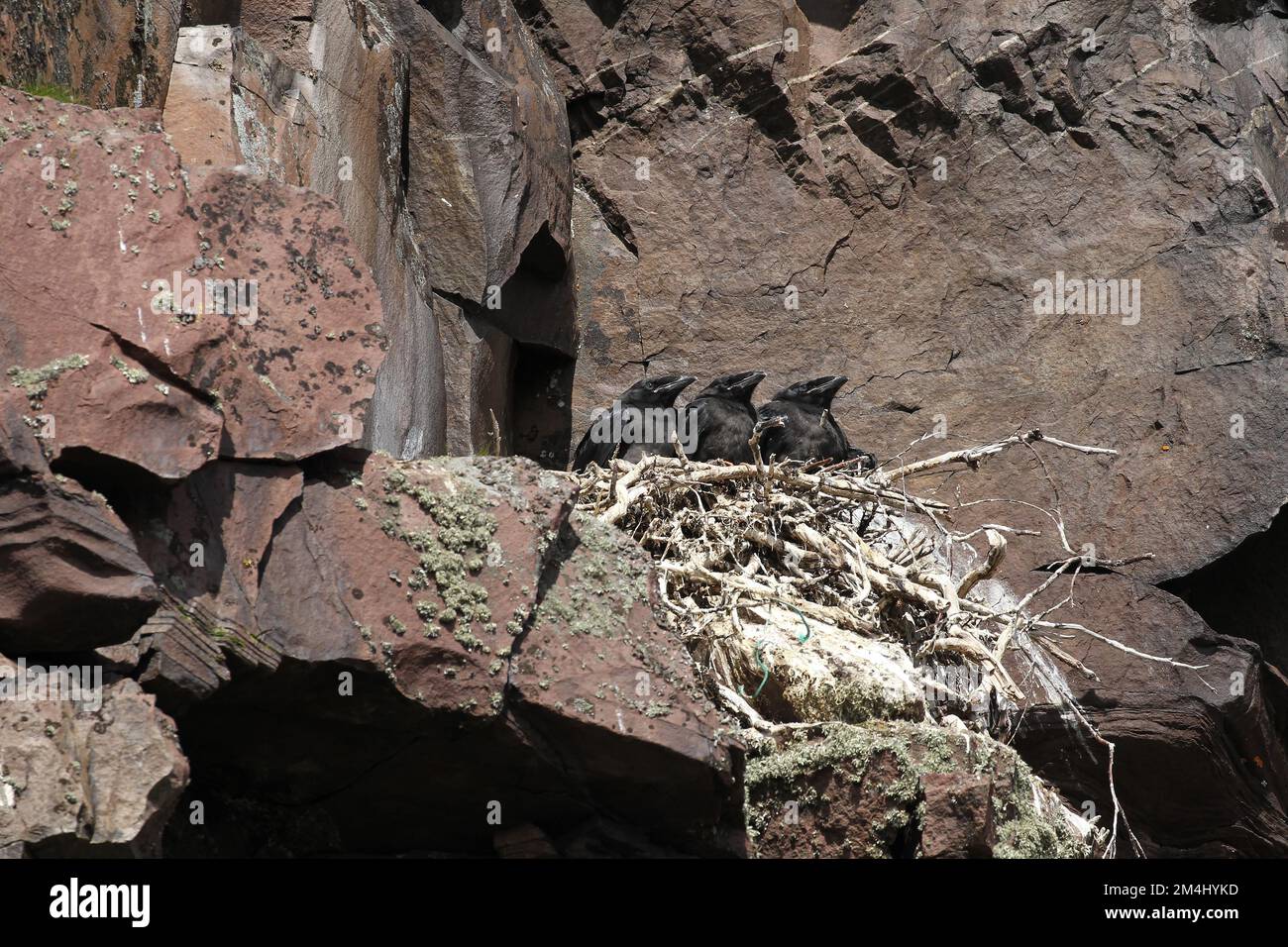 Common raven (Corvus corax) almost fledged young birds in a rock ...