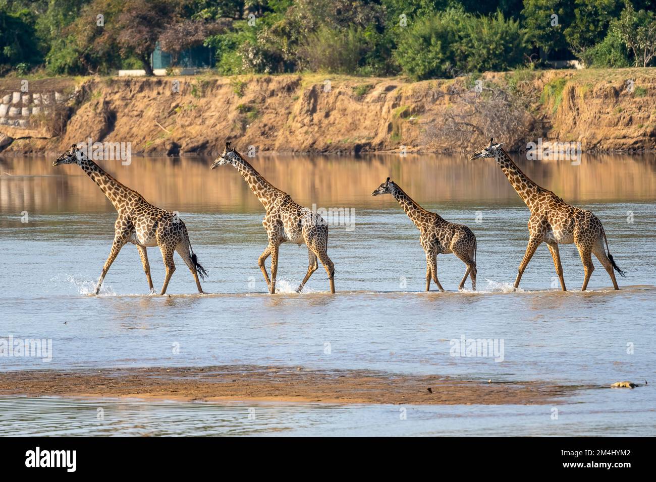 Rhodesian giraffe (Giraffa camelopardalis thornicrofti), 3 adults and 1 ...