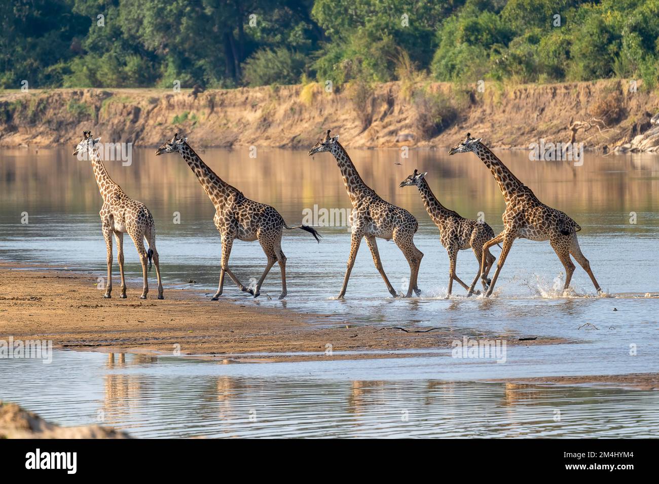 Rhodesian giraffe (Giraffa camelopardalis thornicrofti), group of ...
