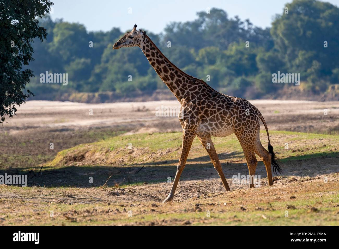 Rhodesian giraffe (Giraffa camelopardalis thornicrofti), adult backlit ...
