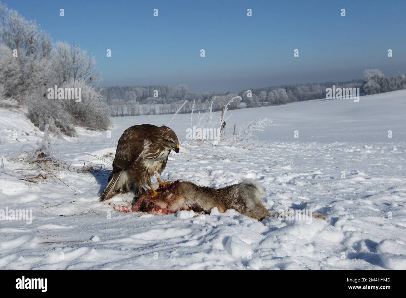 Common steppe buzzard (Buteo buteo) dark brown colour morph, feeding on ...