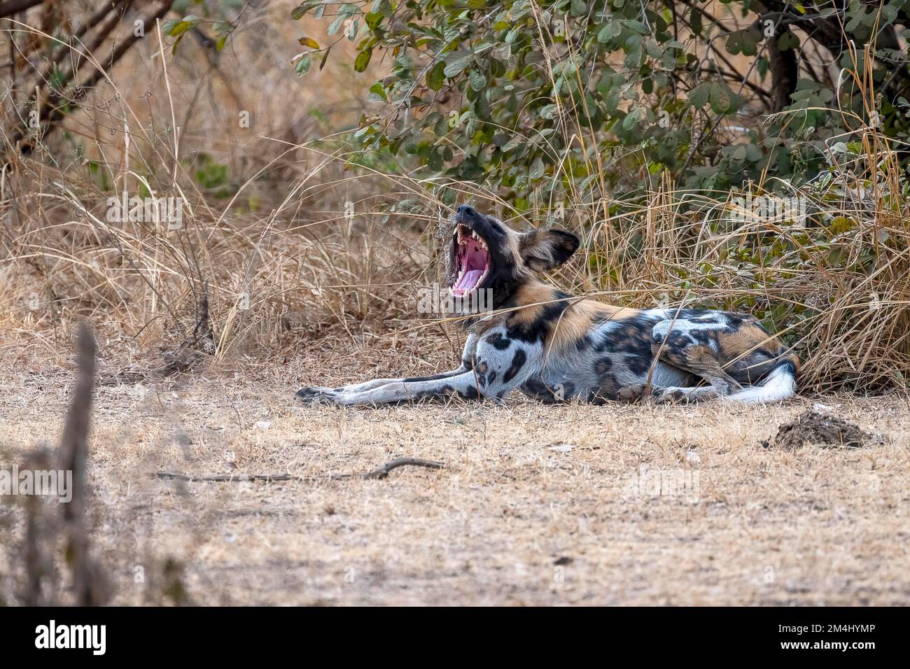 African wild dog (Lycaon pictus), showing its teeth, Nsefu Sector ...