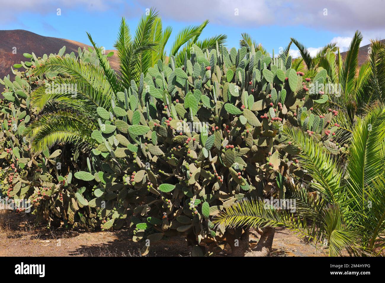 Cactus pears, Opuntia with prickly pears (Opuntia ficus-indica) bears ...