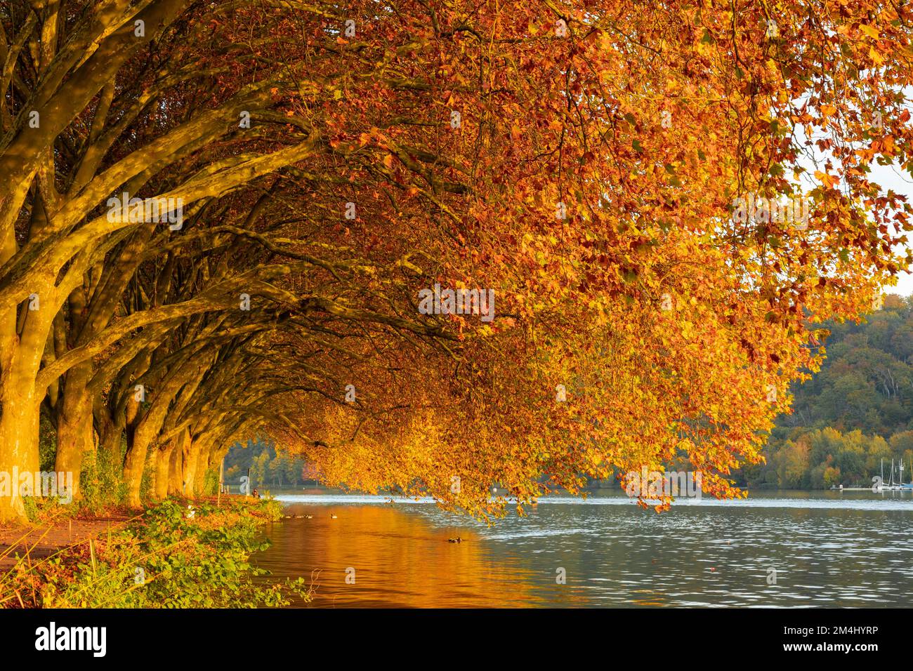 Autumnal plane tree avenue at Lake Baldeney, Lake Baldeney, Essen ...