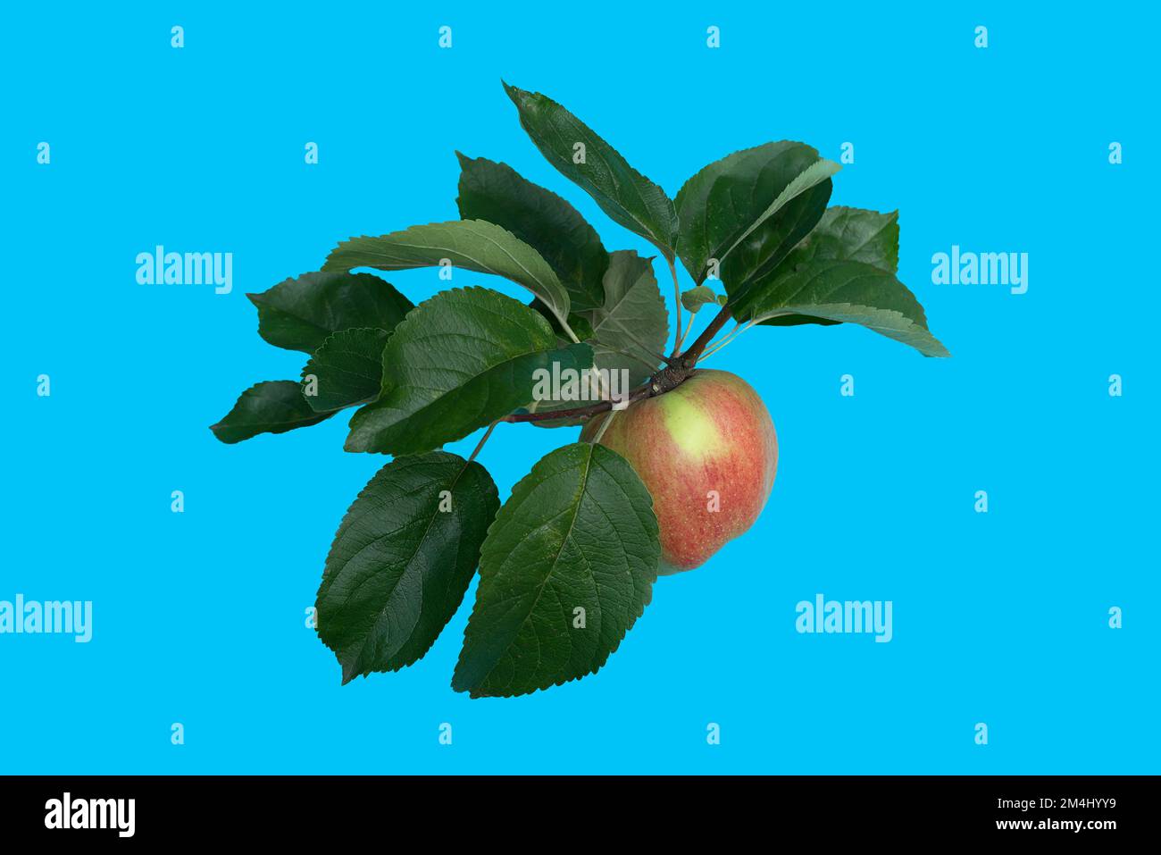 Ripe apple tree (Malus) with leaves on a turquoise background, Bavaria ...