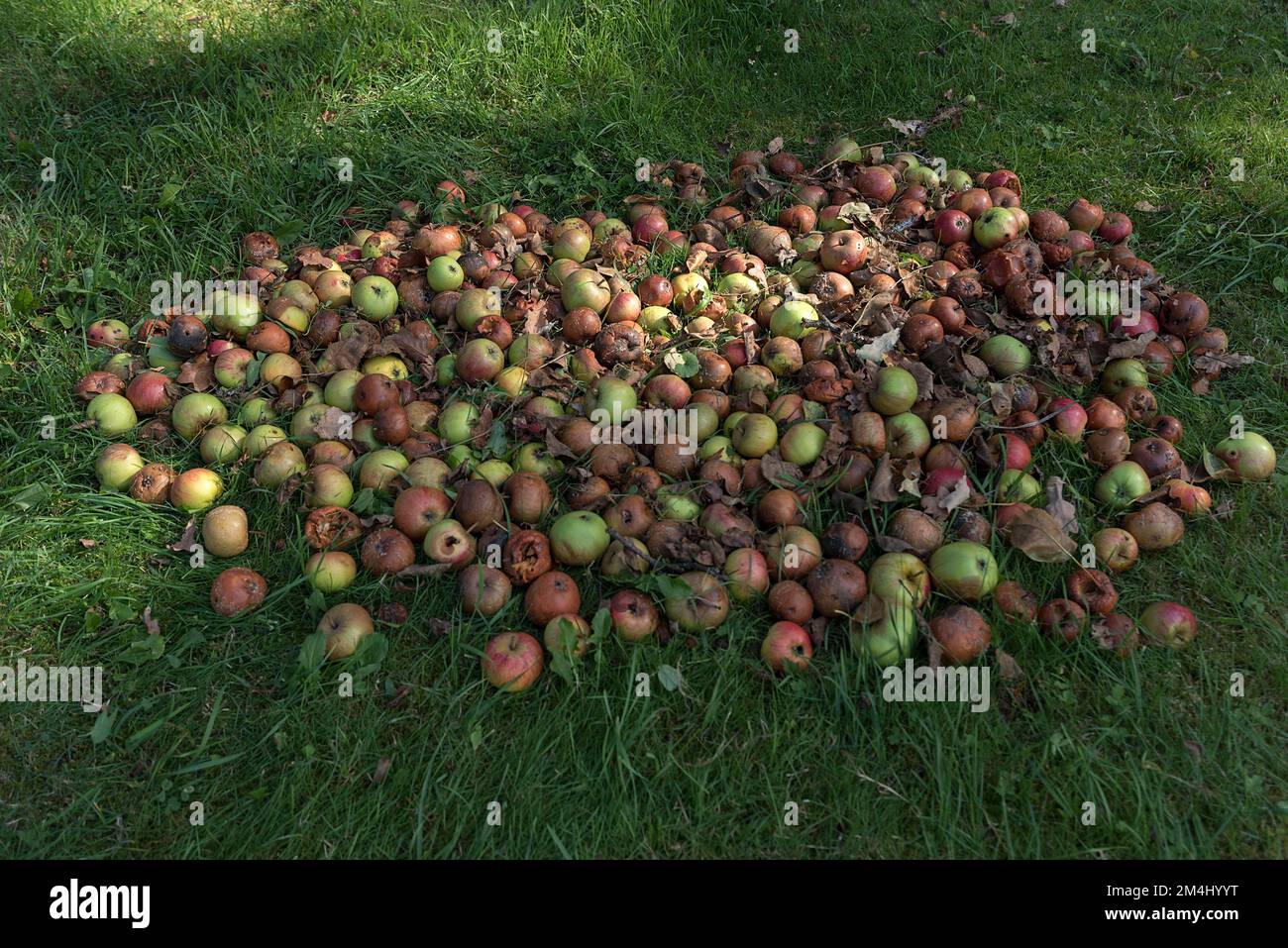 Fallen fruit, apple tree (Malus) on the lawn, Nidersachsen, Germany ...
