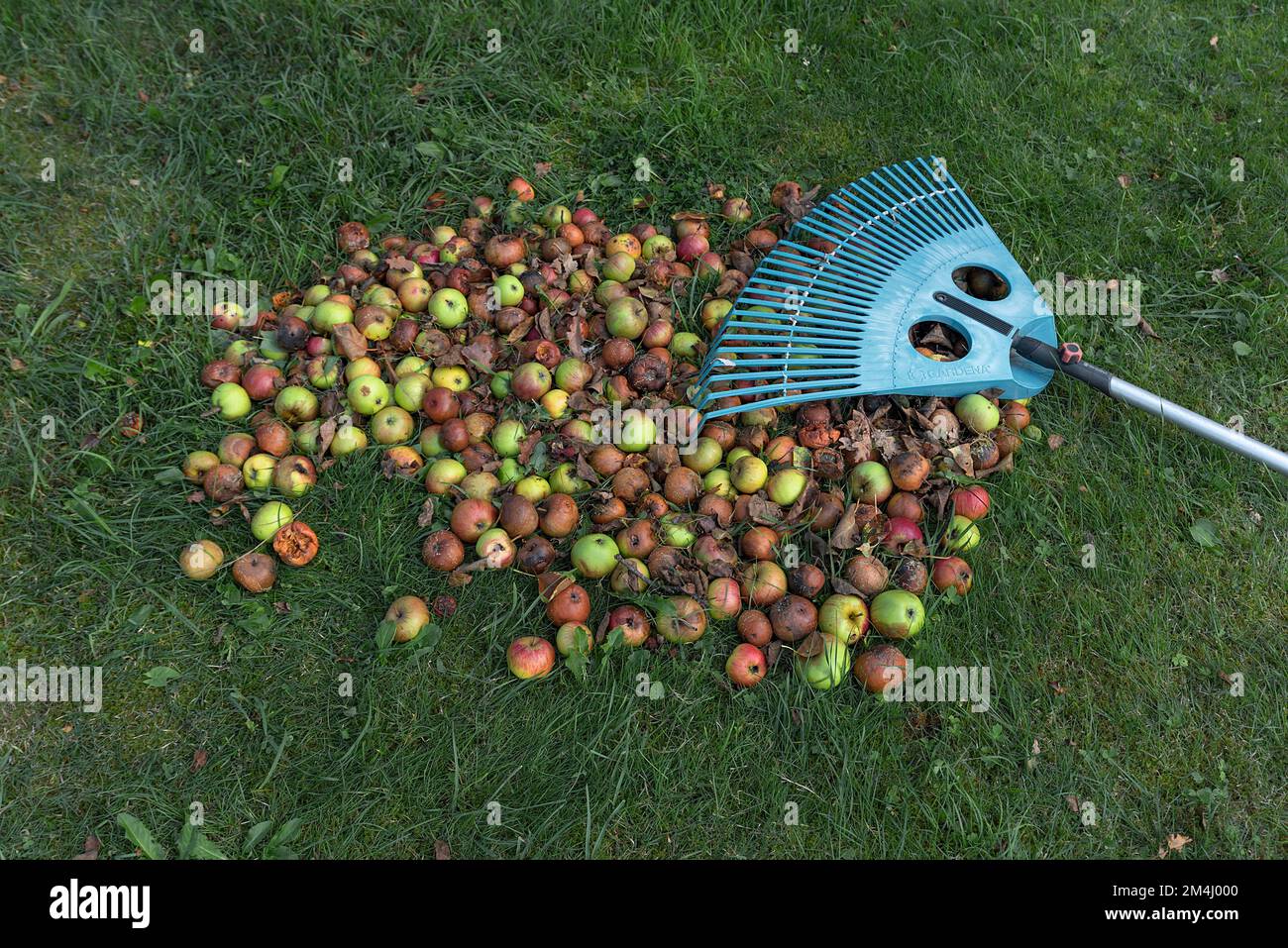 Fallen fruit, apple tree (Malus) on the lawn with leaf rake ...