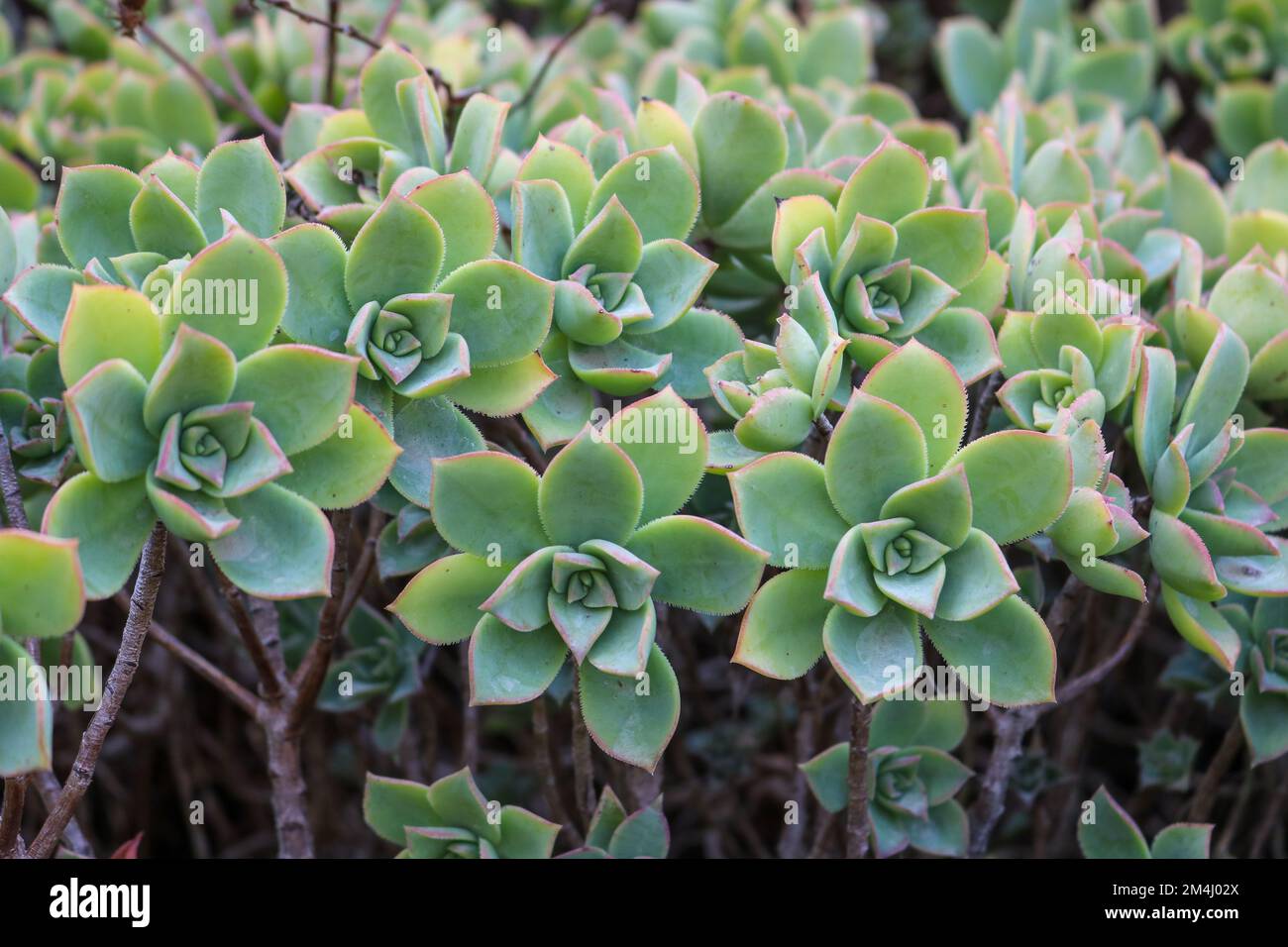 Plantas crassulaceae hi-res stock photography and images - Alamy