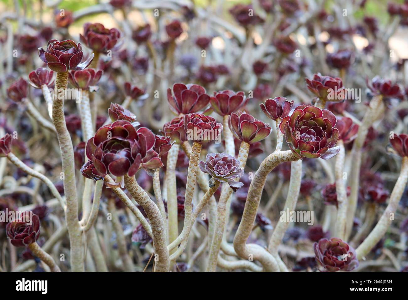 Plantas crassulaceae hi-res stock photography and images - Alamy
