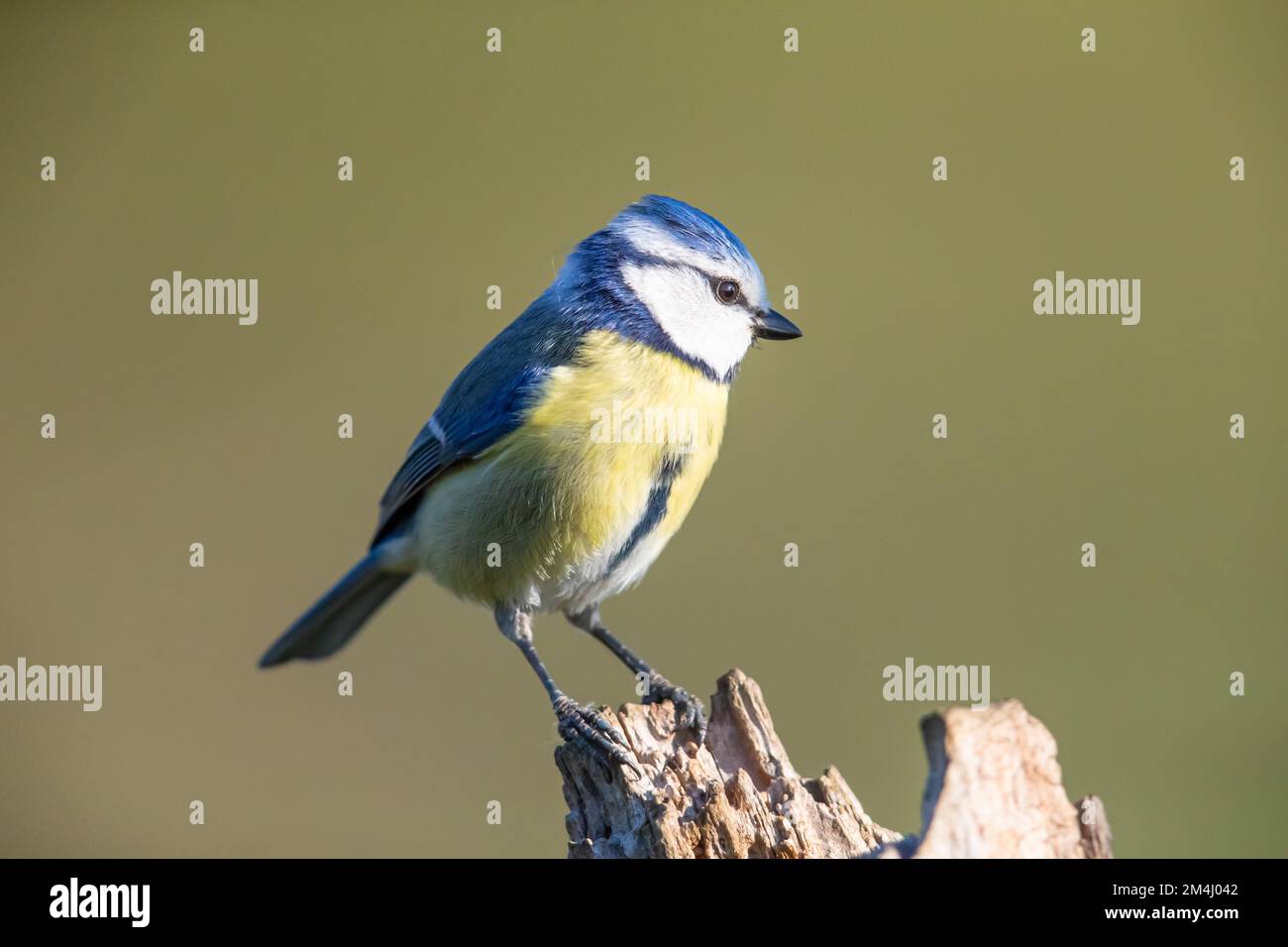 Blue tit (Parus caeruleus) on hedge rose branch with rose hips, Germany ...
