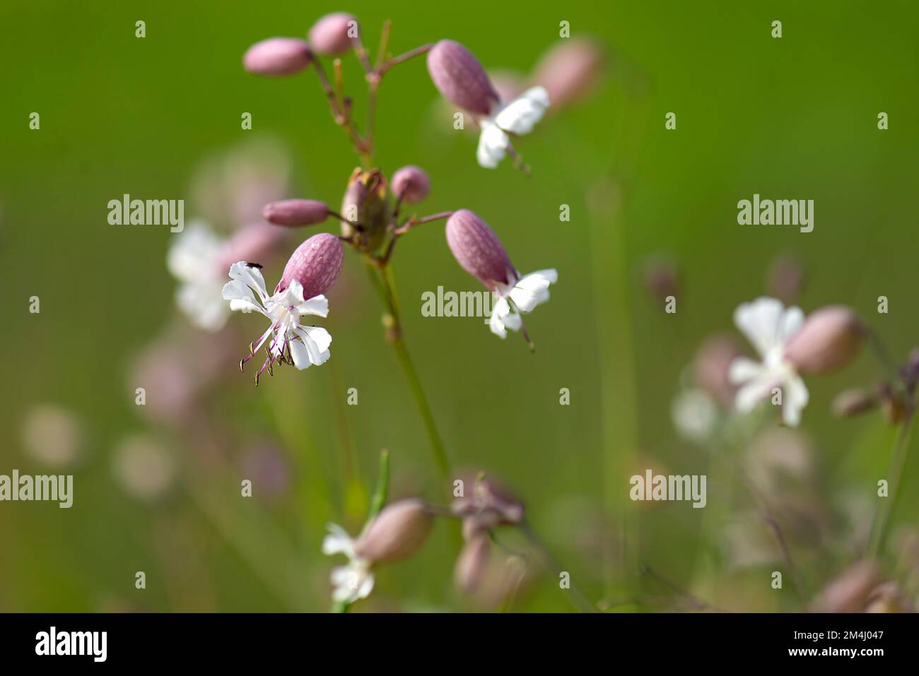 Bladder campion (Silene vulgaris), Bavaria, Germany Stock Photo - Alamy