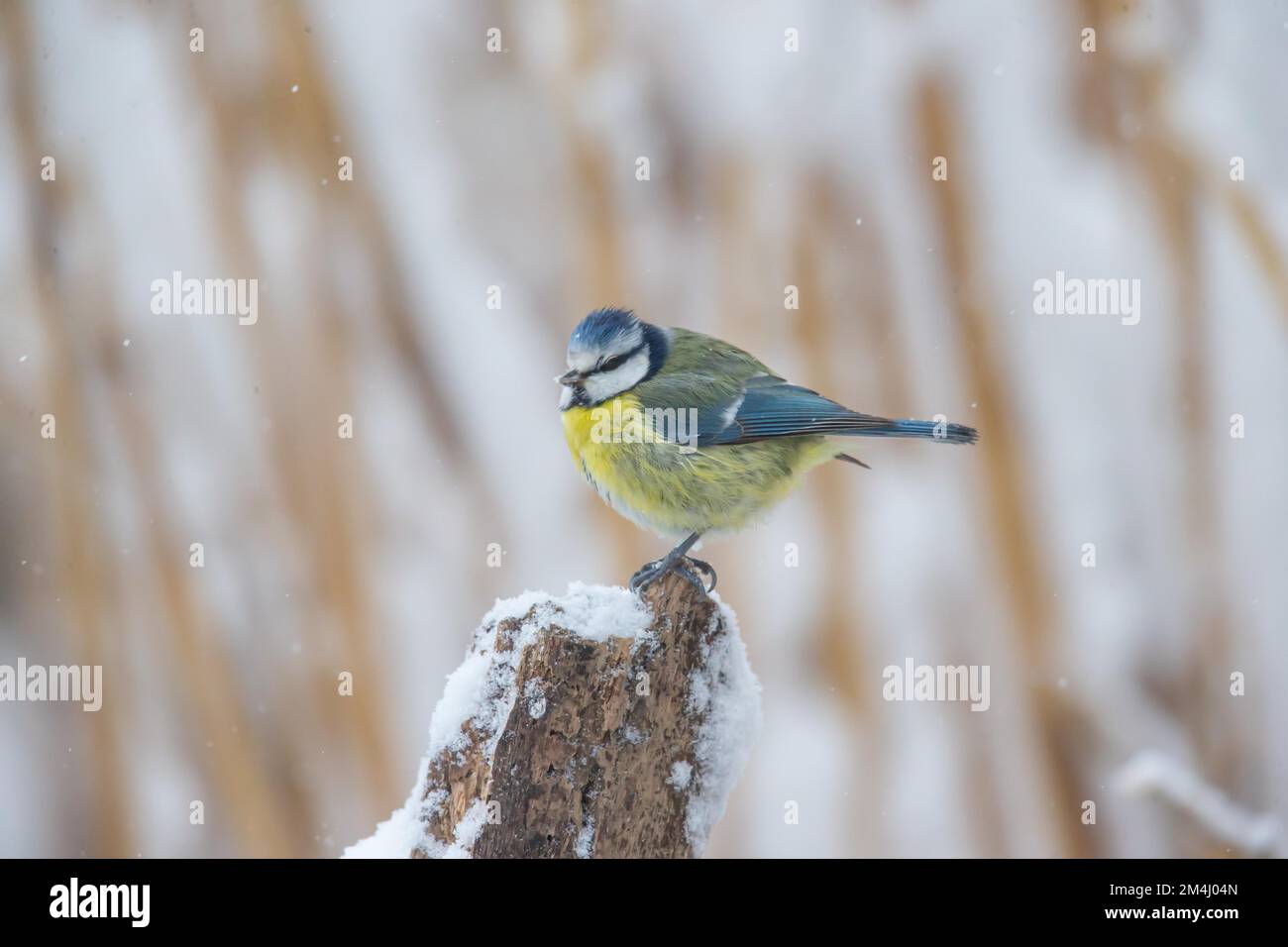 Blue tit (Parus caeruleus) on hedge rose branch with rose hips, Germany ...