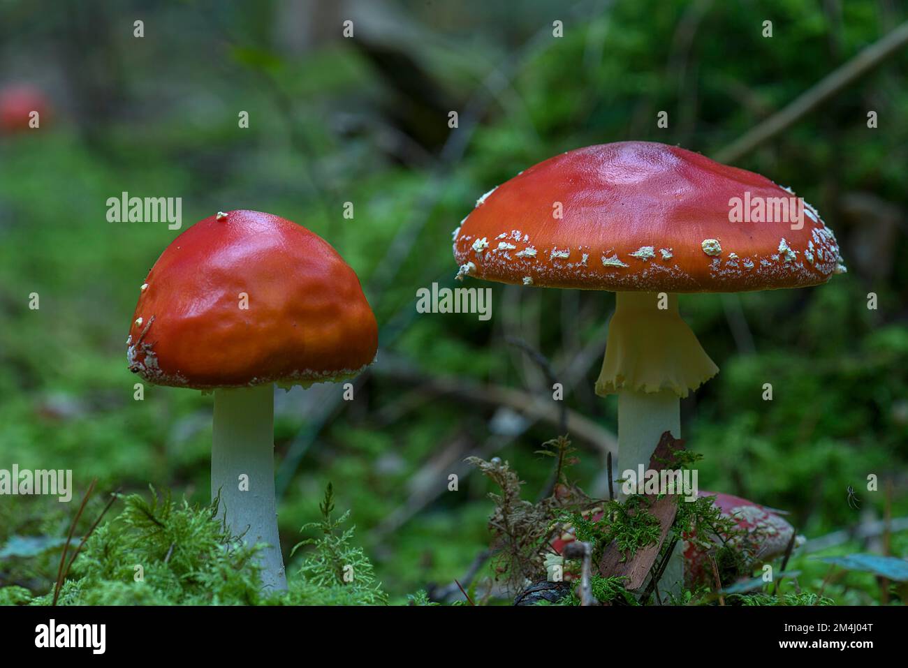 Fly agarics (Amanita muscaria) in a mixed forest, Bavaria, Germany ...
