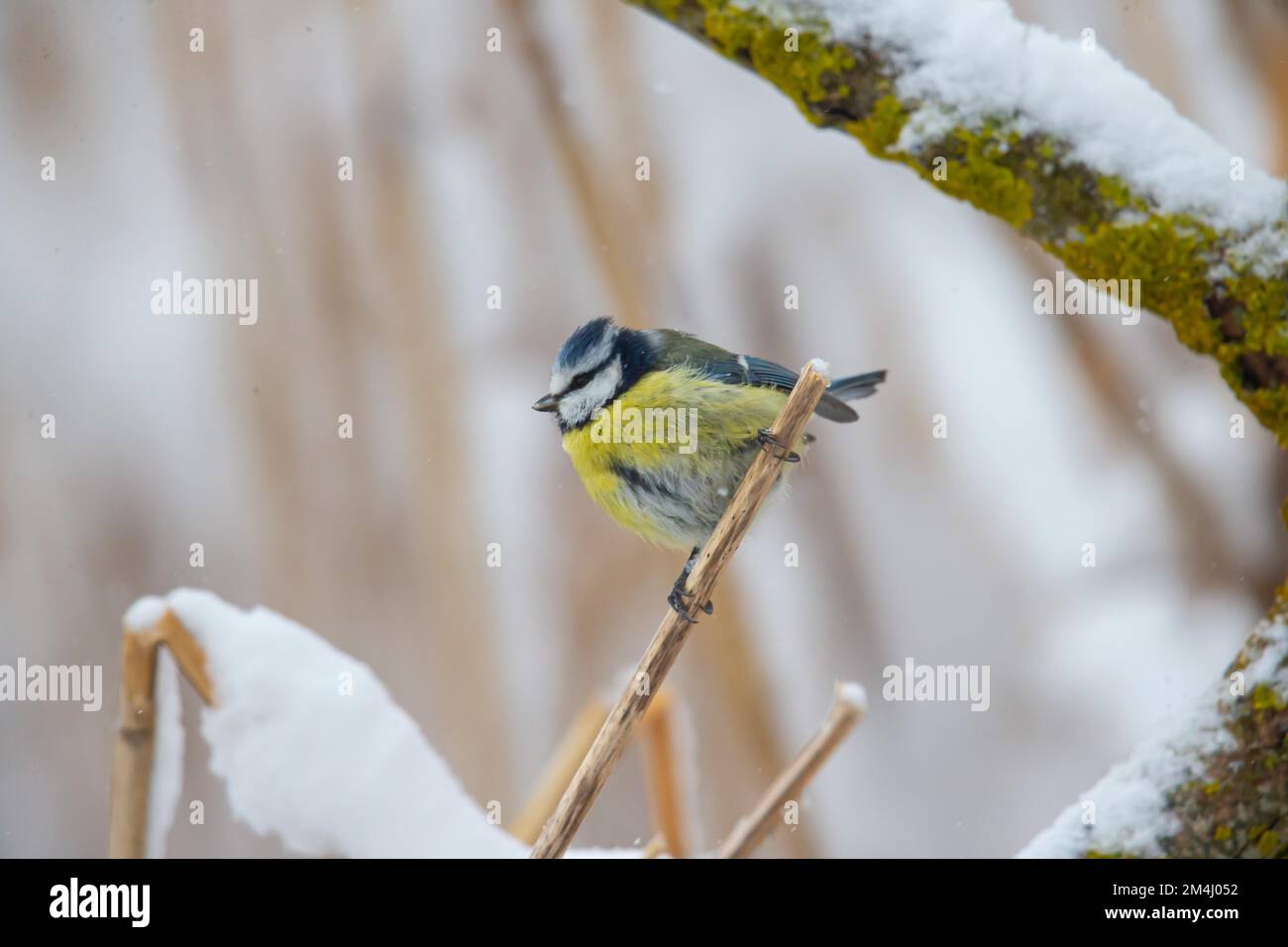 Blue tit (Parus caeruleus) on hedge rose branch with rose hips, Germany ...