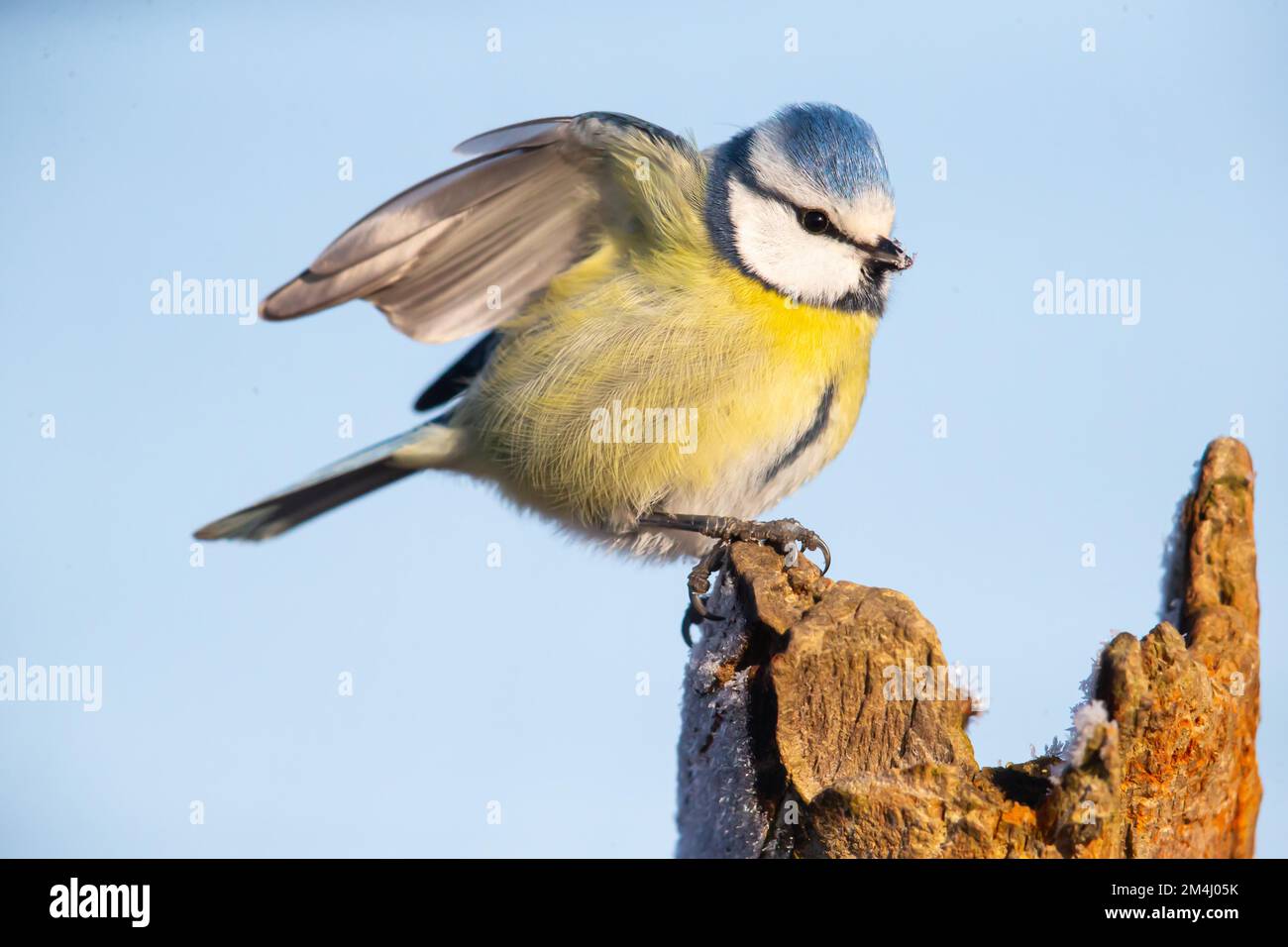 Blue tit (Parus caeruleus) on hedge rose branch with rose hips, Germany ...