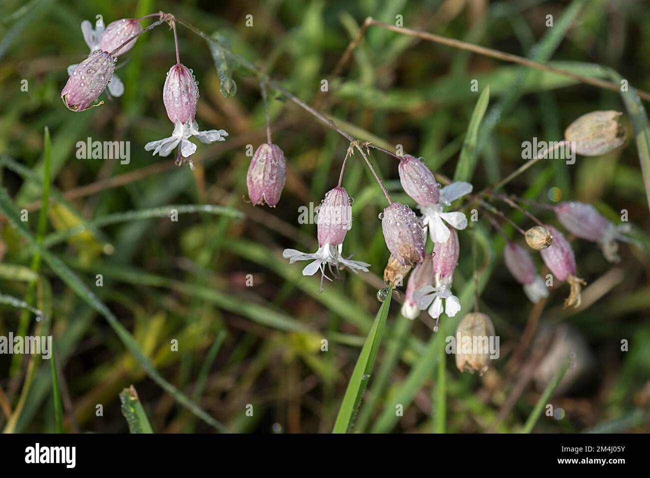 Blossoms of bladder campion (Silene vulgaris) with raindrops, Bavaria ...