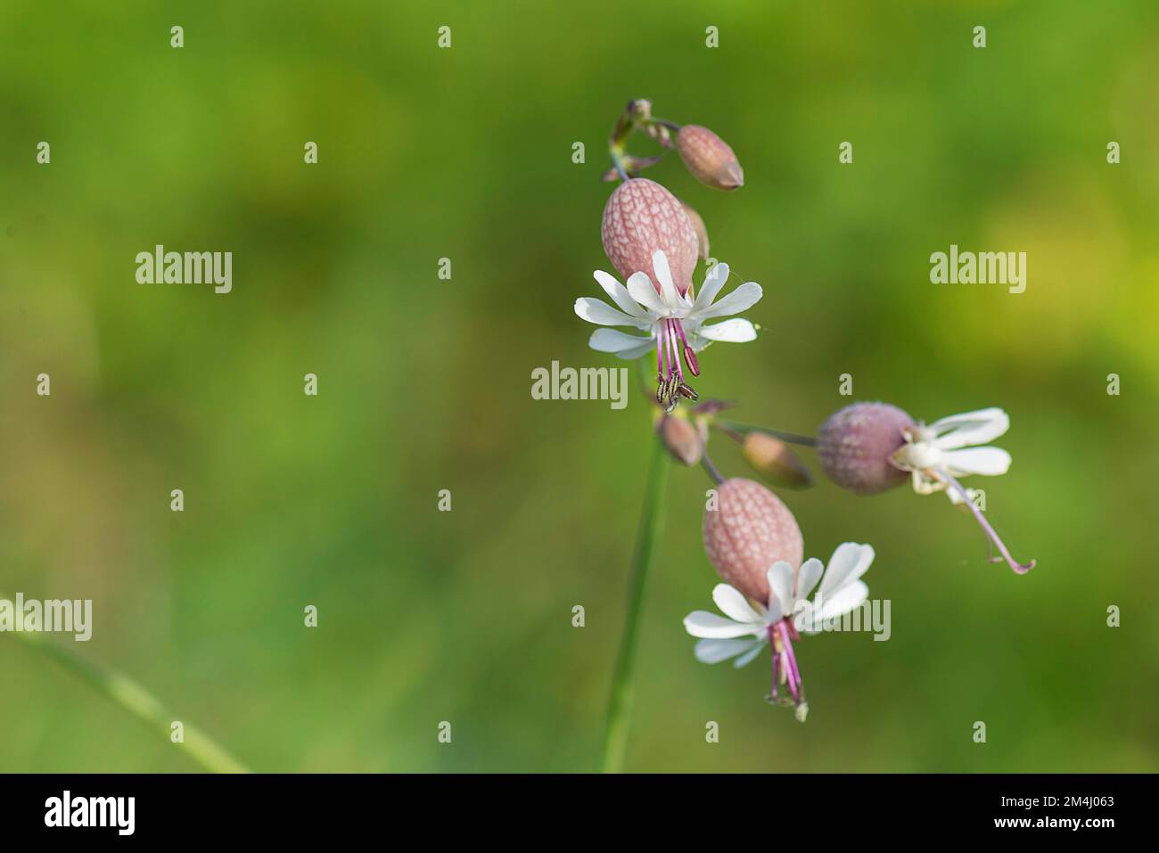 Bladder campion (Silene vulgaris), Bavaria, Germany Stock Photo - Alamy
