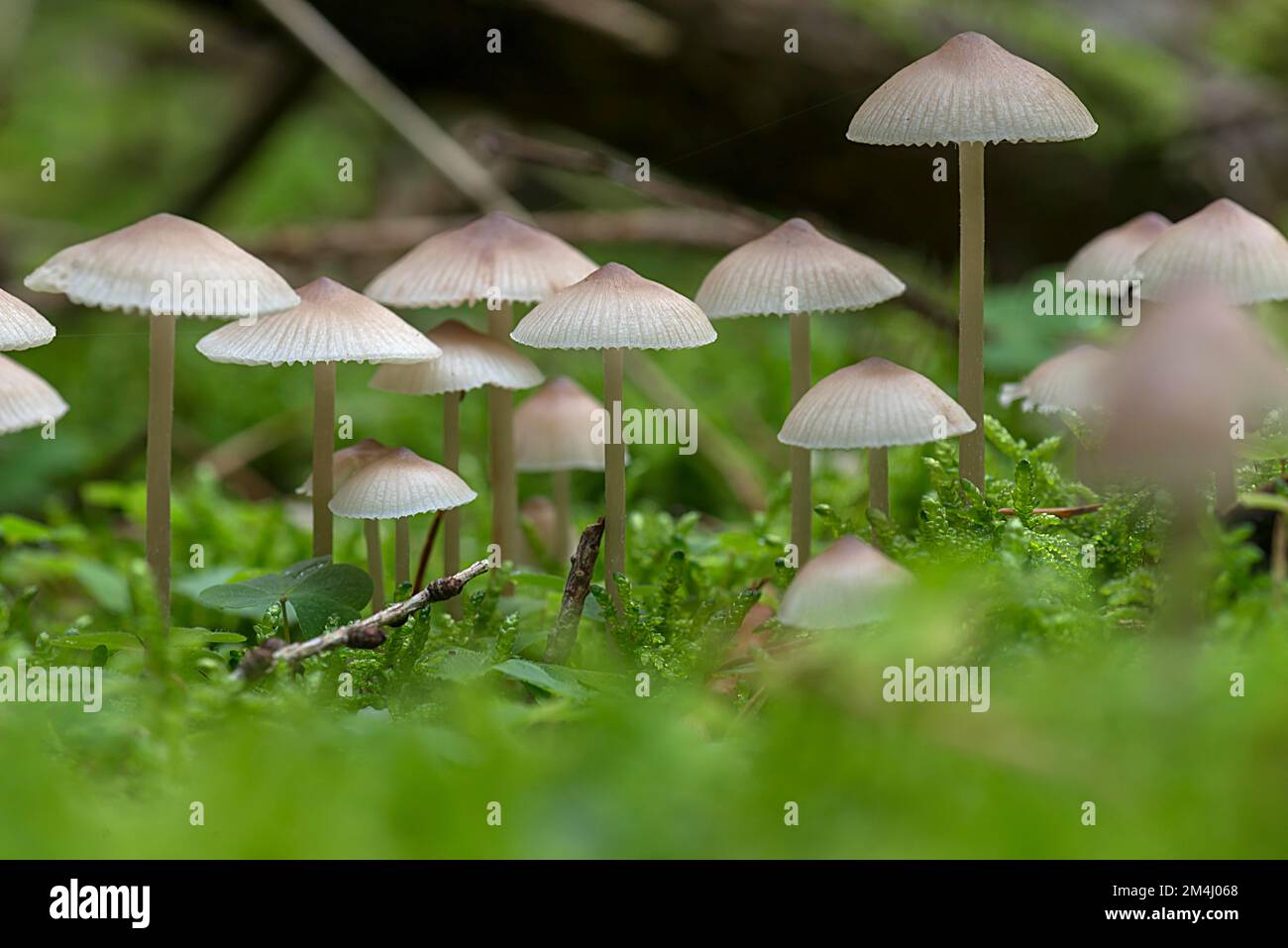 Grey stump fairy helmet (Mycena alcalina) in mixed forest, Franconia ...