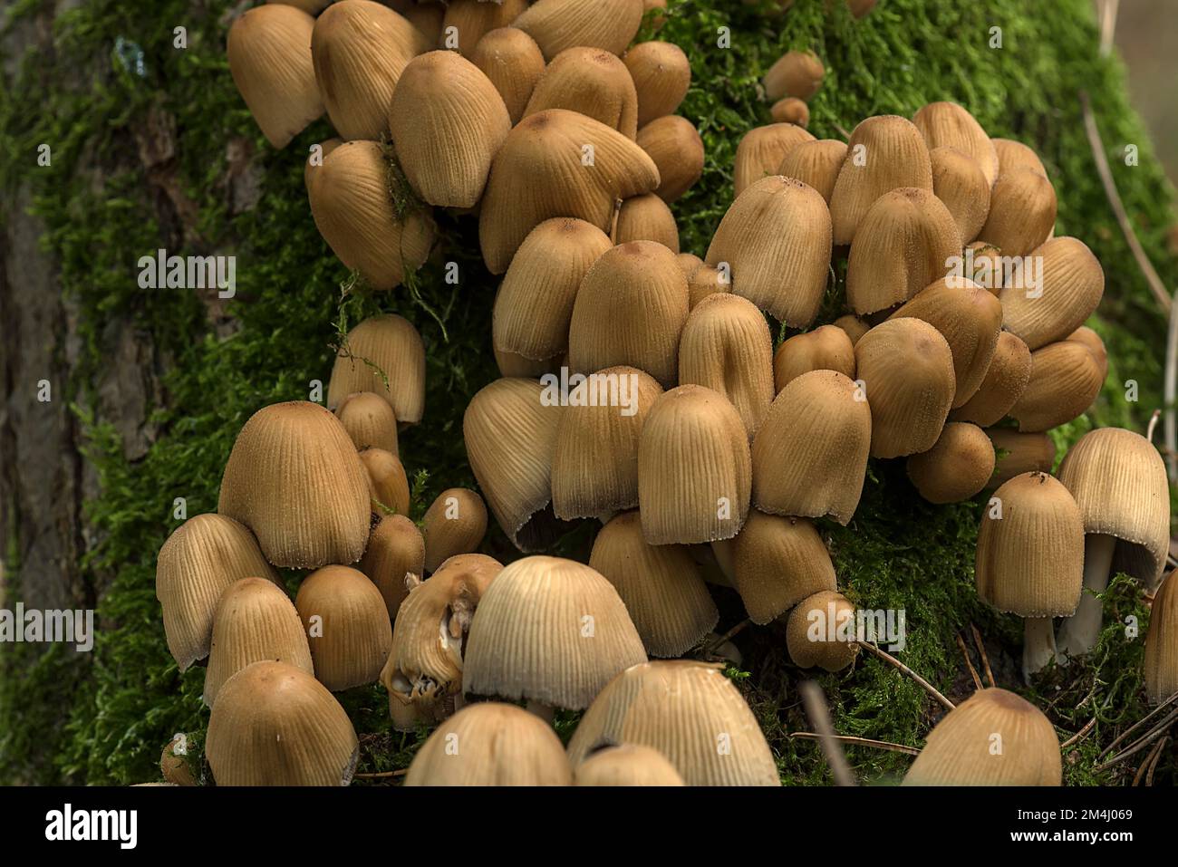 Mica cap (Coprinus micaceus) in a mixed forest, Franconia, Bavaria ...