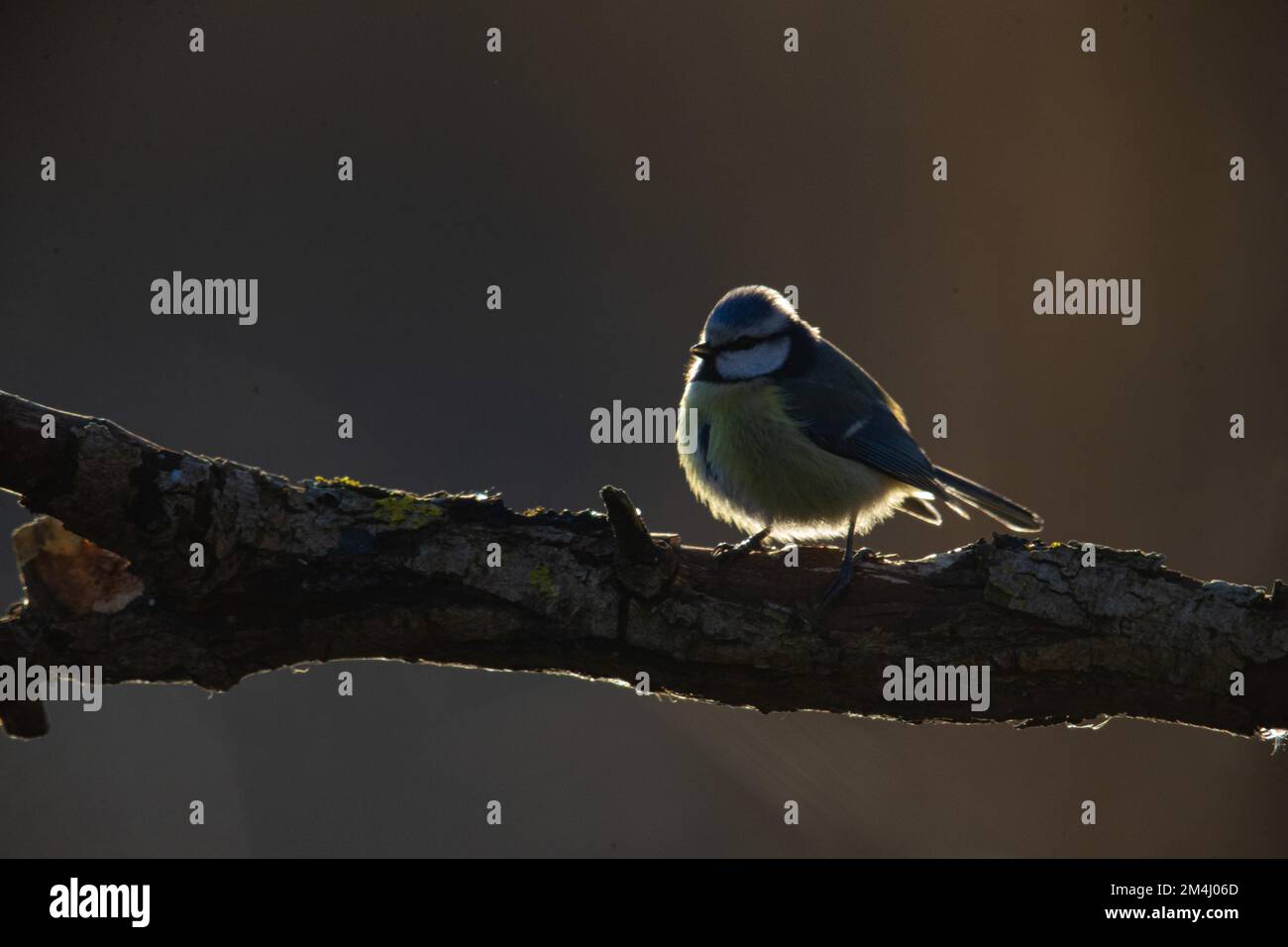 Blue tit (Parus caeruleus) on hedge rose branch with rose hips, Germany ...
