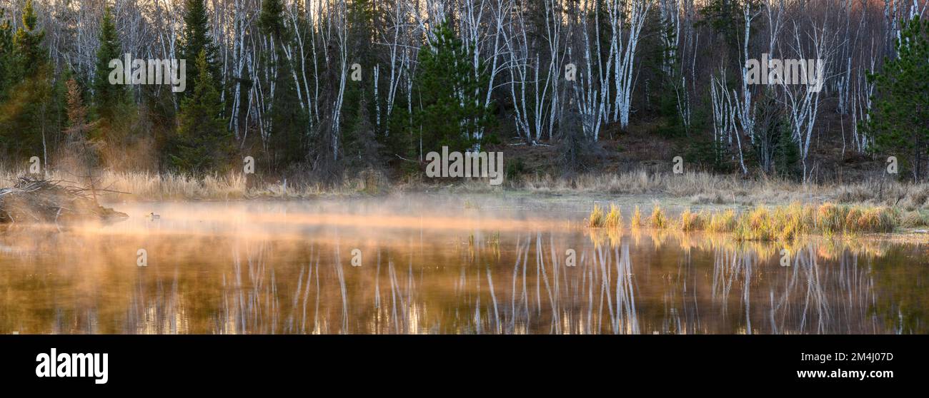 Beaver pond in spring, at sunrise, Greater Sudbury, Ontario, Canada ...