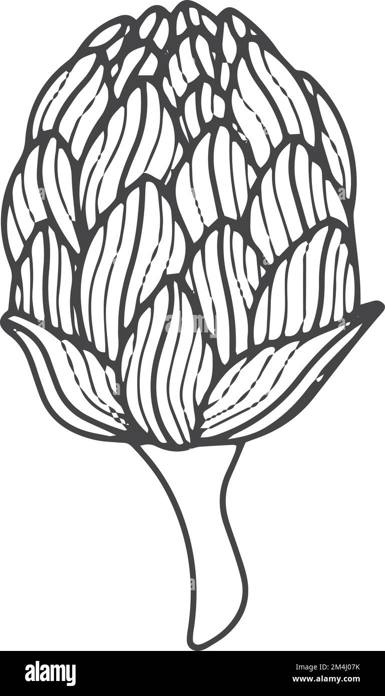 Flower line art. Botanical drawing. Floral bud Stock Vector Image & Art ...